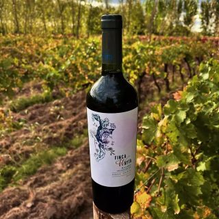 Vinecol S.A. – vinos orgánicos de argentina